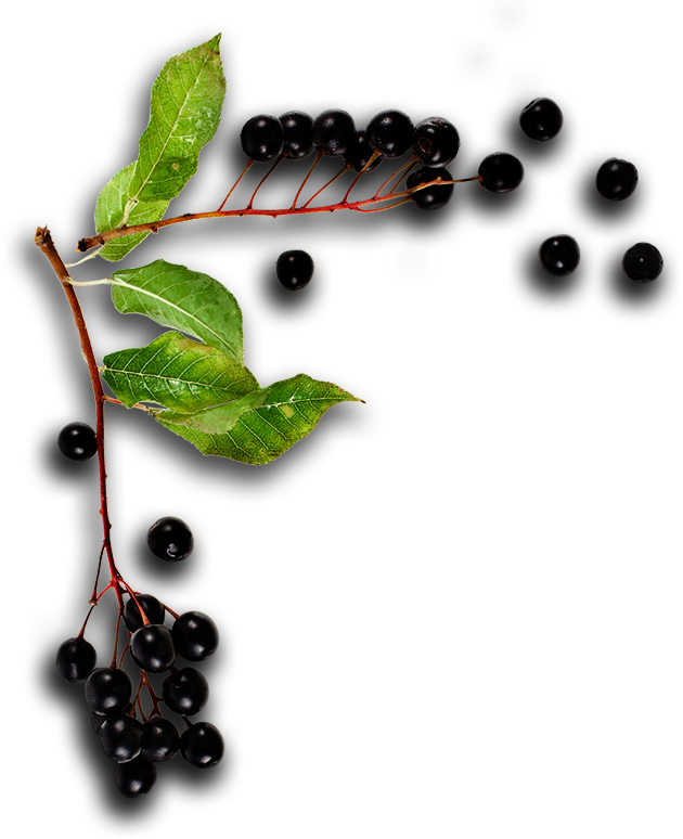 Domowe Nalewki Monard - Wszystko Co Dobre z Natury